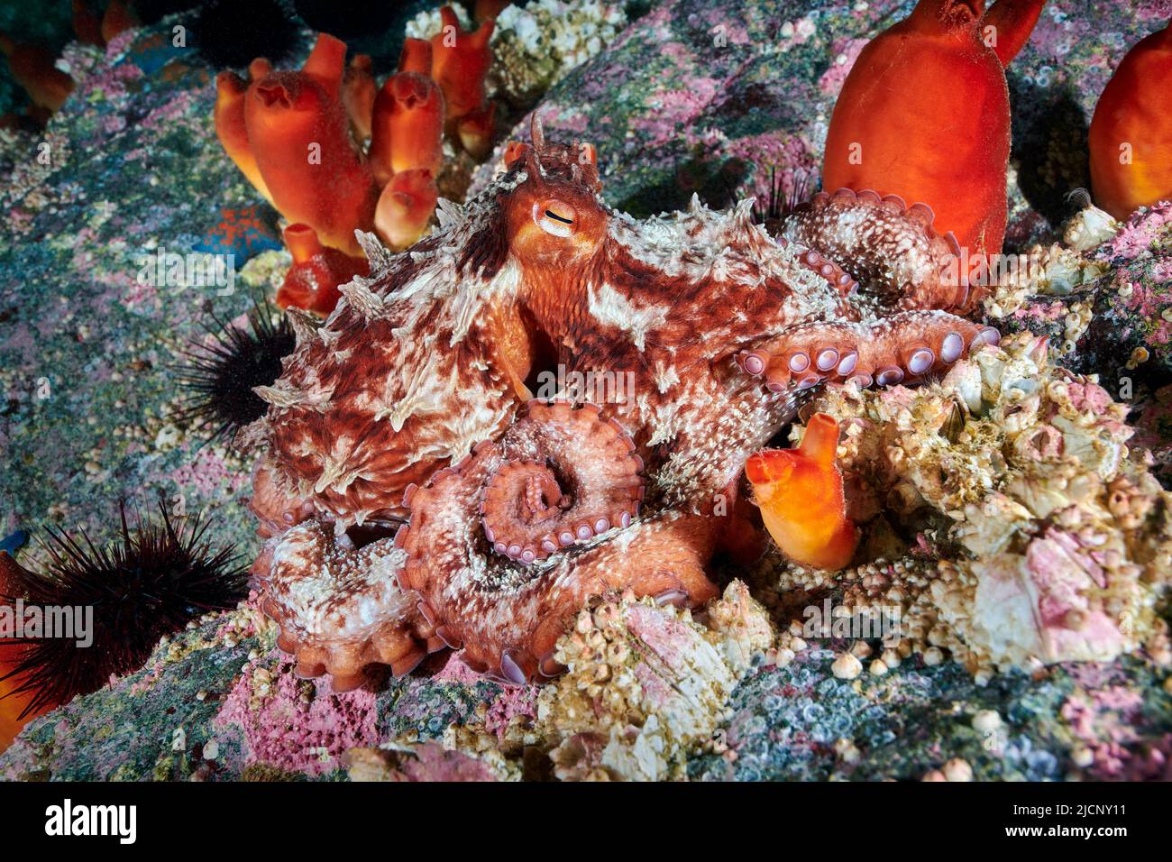 Giant pacific octopus (Enteroctopus dofleini), photographed in the Sea ...