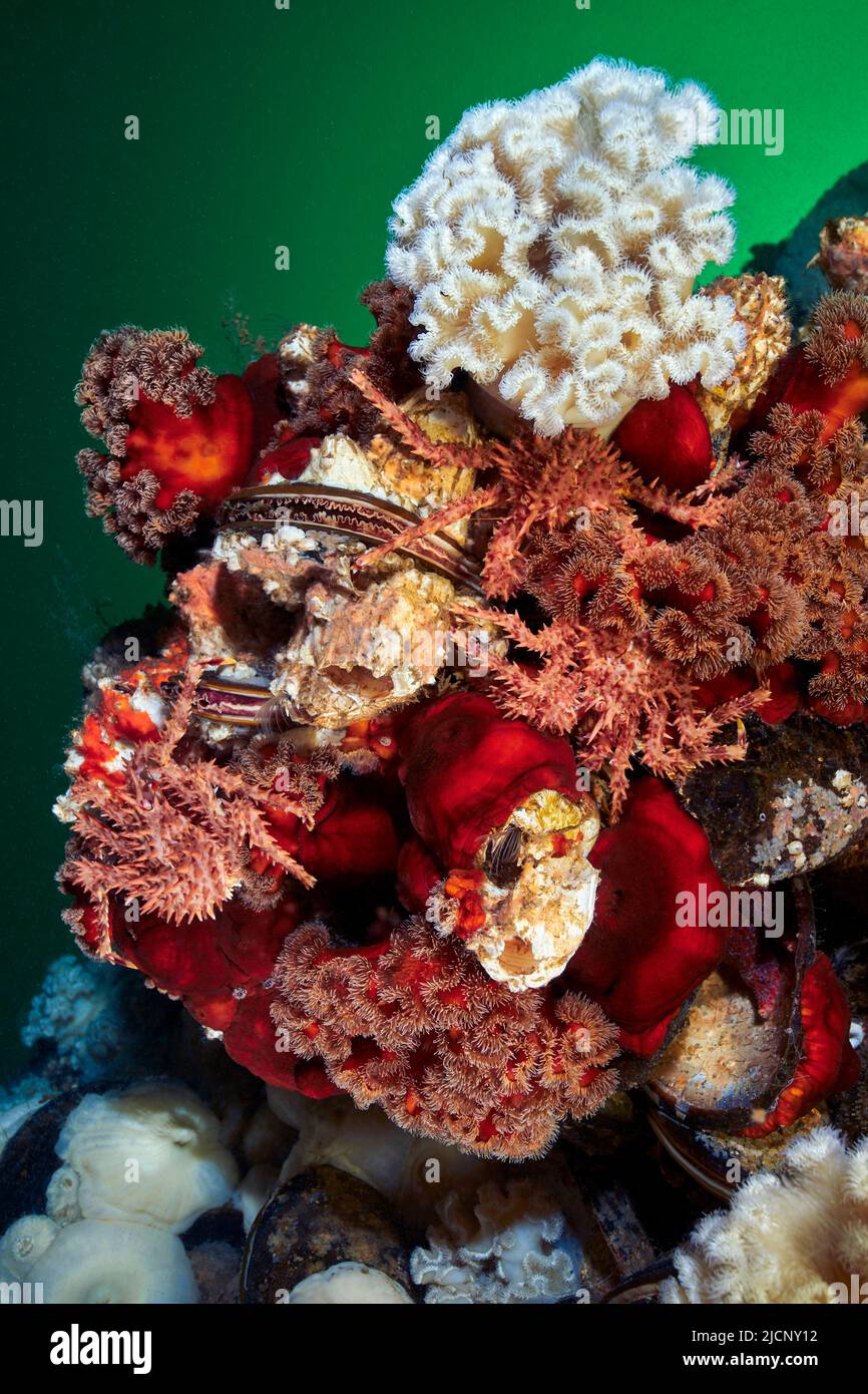 Red king crab (Paralithodes camtschaticus), Sea of Japan Stock Photo ...