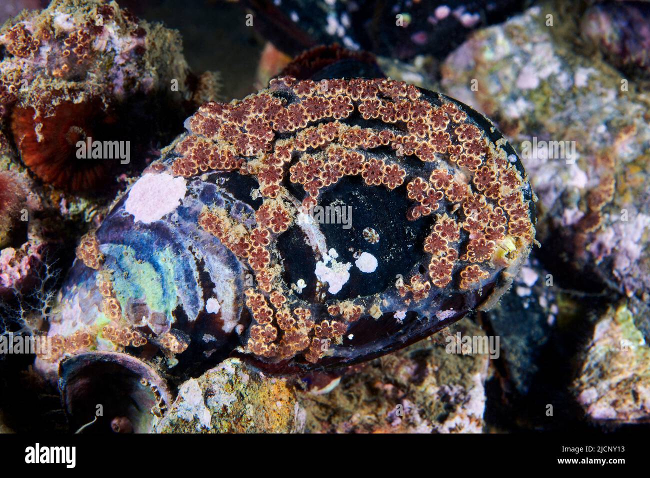 Botryllus sp. colonial ascidian tunicate, photographed in the Sea of ...