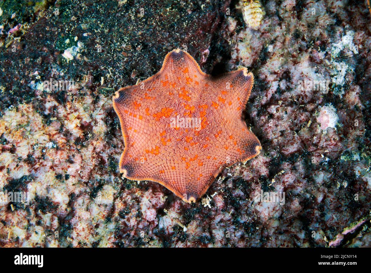 Blue bat starfish (Patiria pectinifera) in a rare colour with six arms ...
