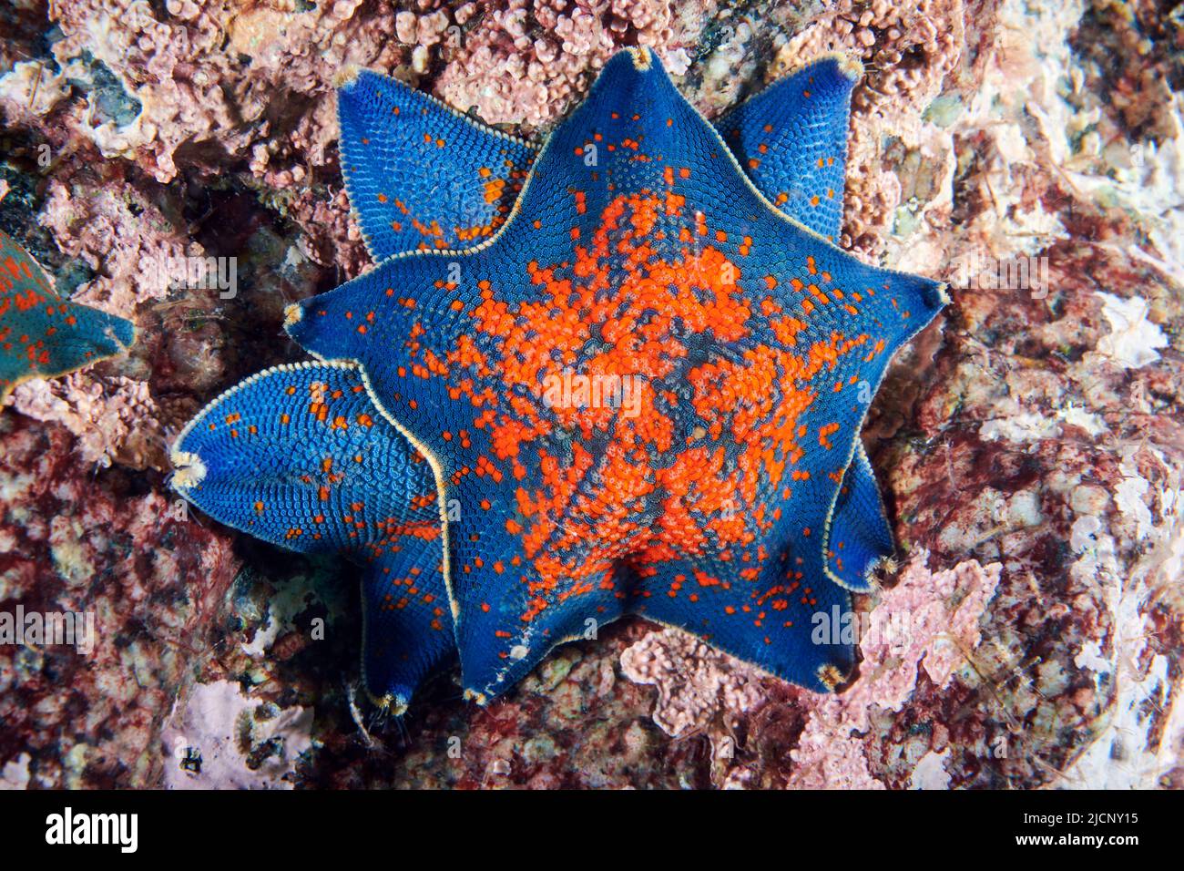 Pair of blue bat starfish (Patiria pectinifera). Photographed in the ...