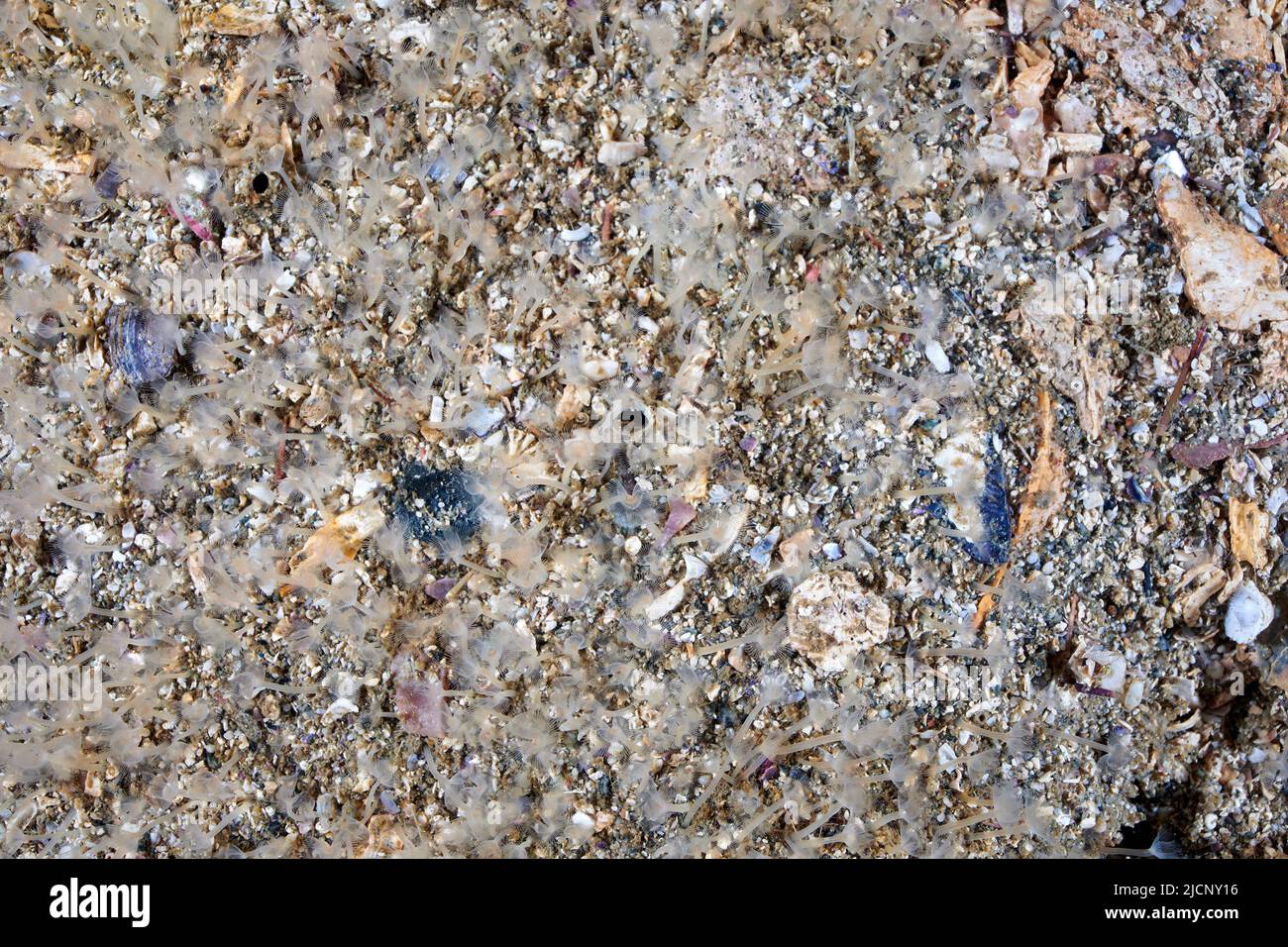 Horseshoe worm (Phoronis sp.), Sea of Japan Stock Photo - Alamy