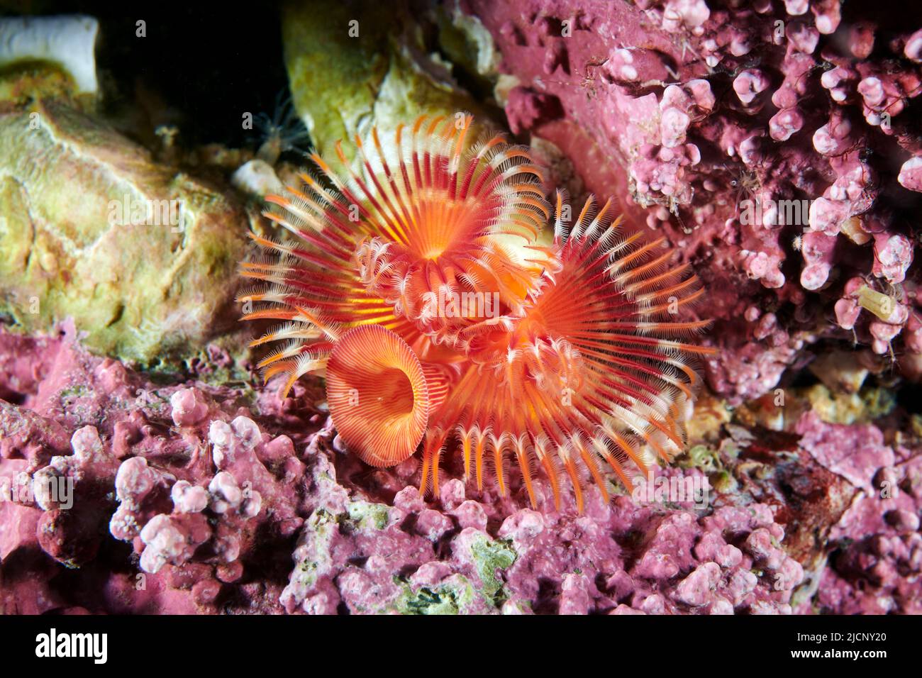 Serpula uschakovi polychaete worm. Polychaete worms are also known as ...