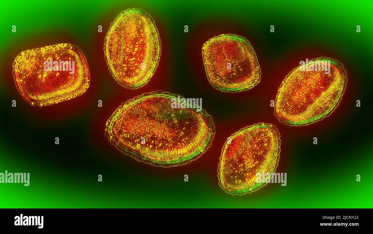 Monkeypox virus particles, illustration. At the centre of the monkeypox ...