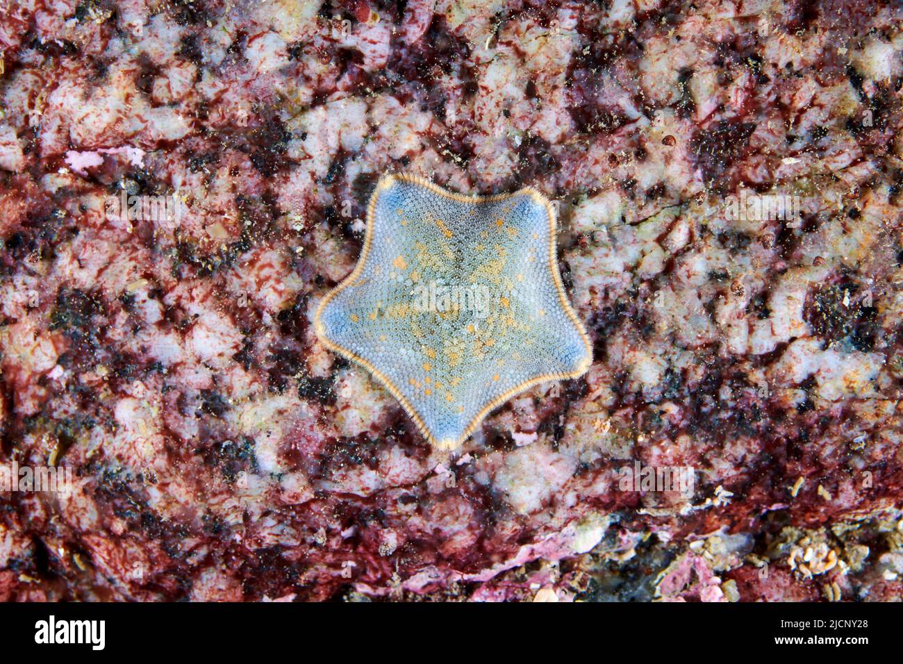 Young blue bat star (Patiria pectinifera). Photographed in the Sea of ...