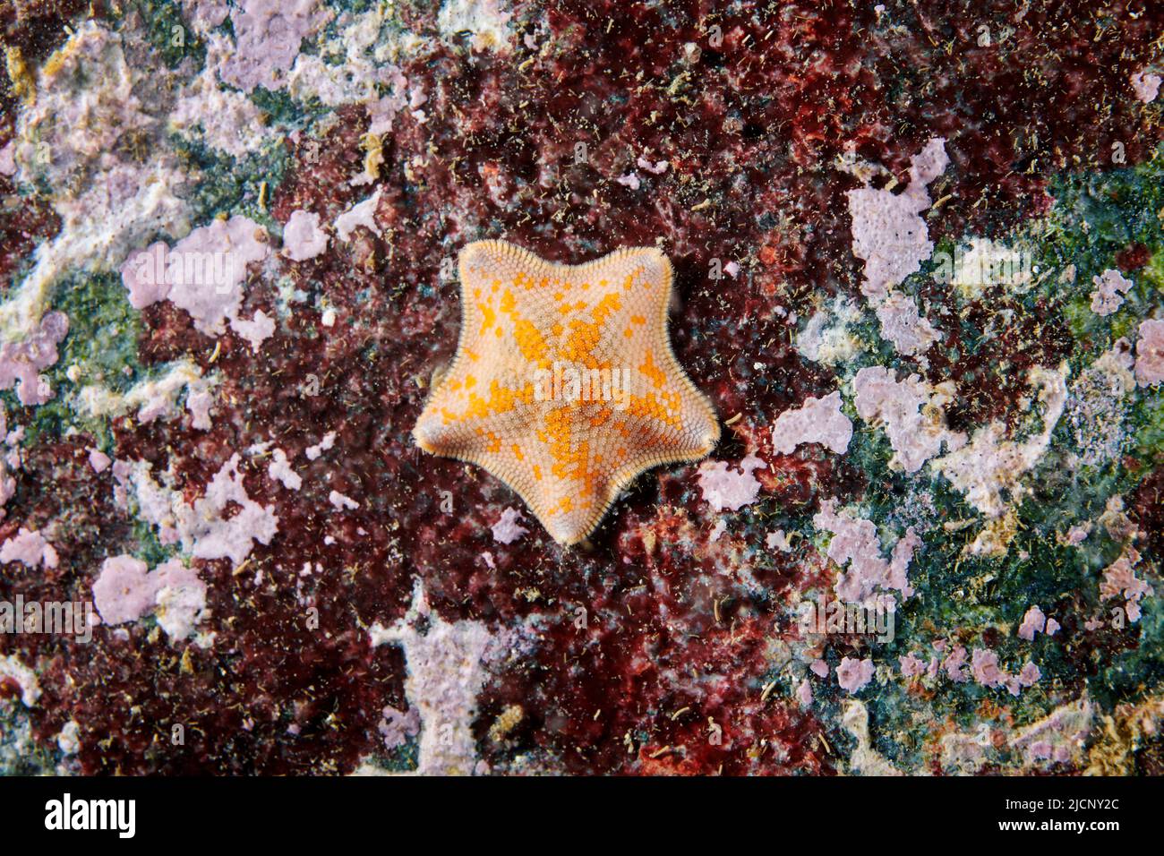 Young blue bat star (Patiria pectinifera) with a rare colour ...