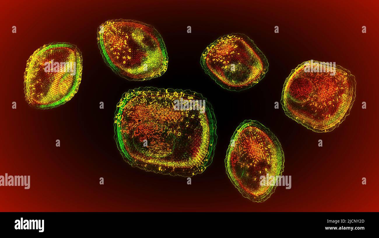 Monkeypox virus particles, illustration. At the centre of the monkeypox ...