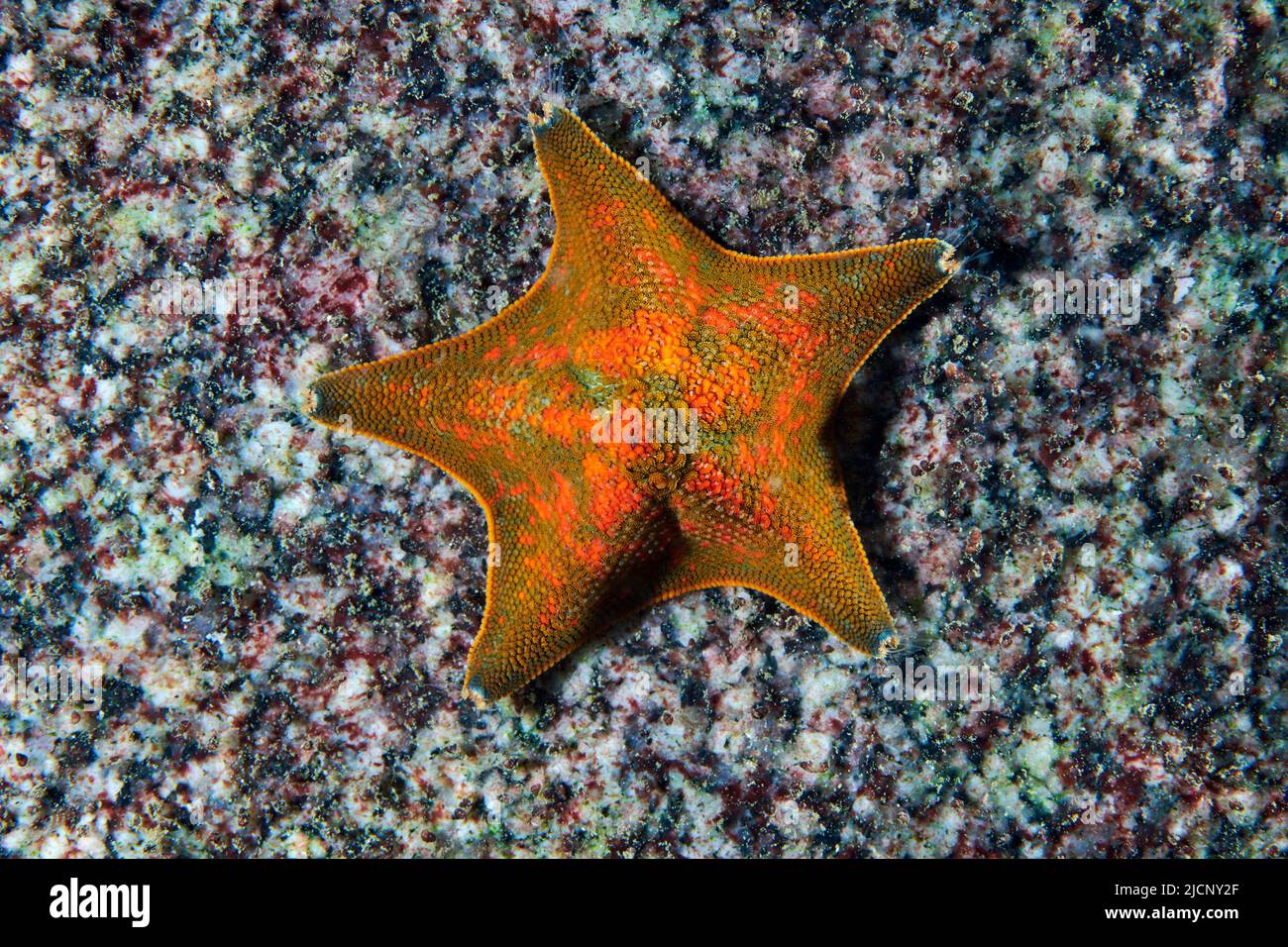 Blue bat star (Patiria pectinifera Stock Photo - Alamy