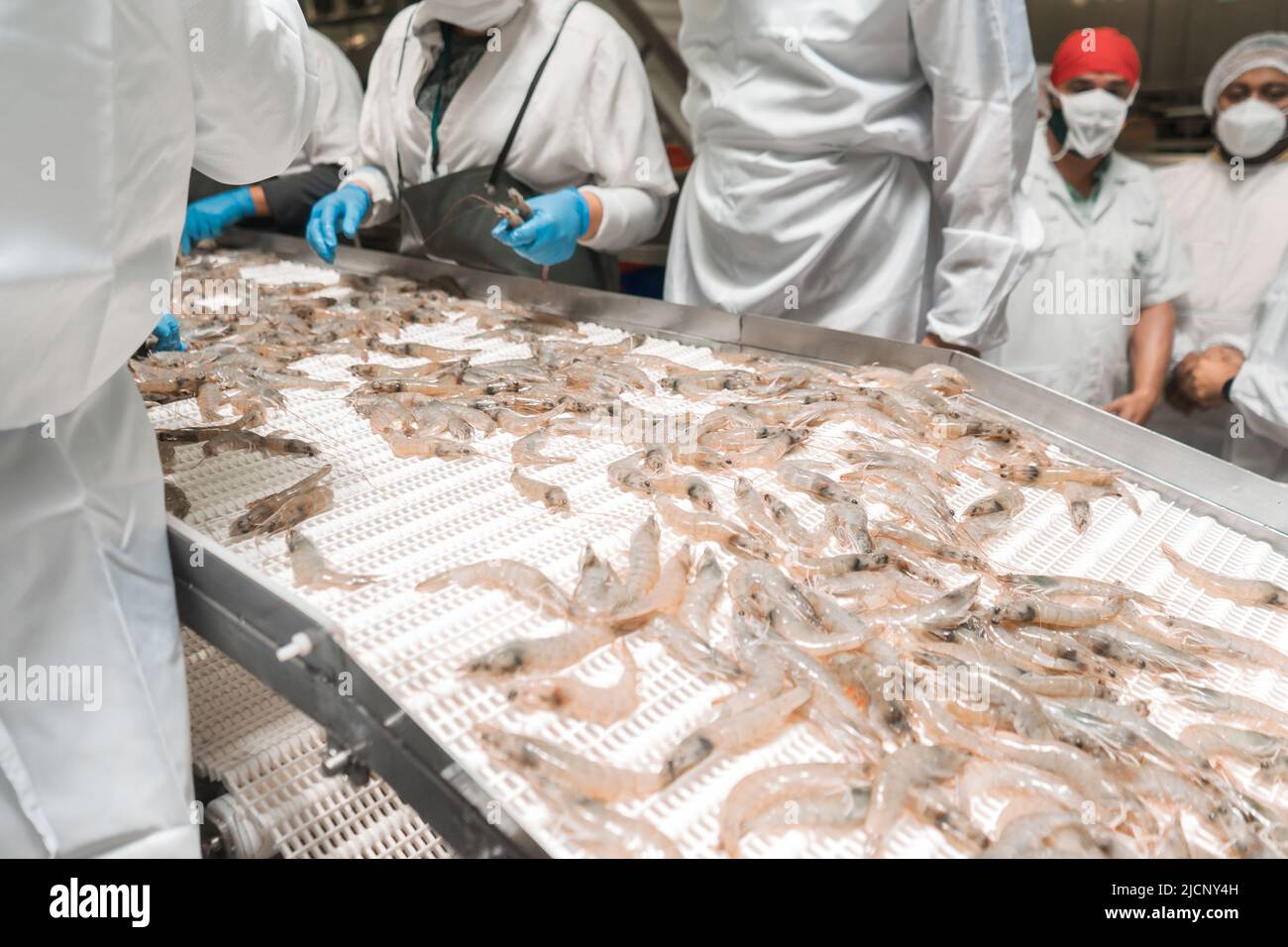 Shrimp production and quality control line in an industrial plant Stock ...