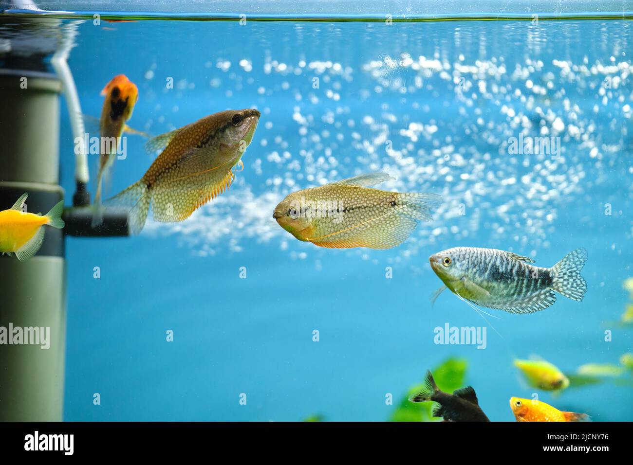 Colorful exotic fish swimming in deep blue water aquarium with green ...