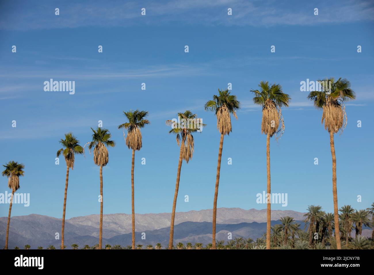 Aerial palm tree view of Coachella, California, USA Stock Photo - Alamy