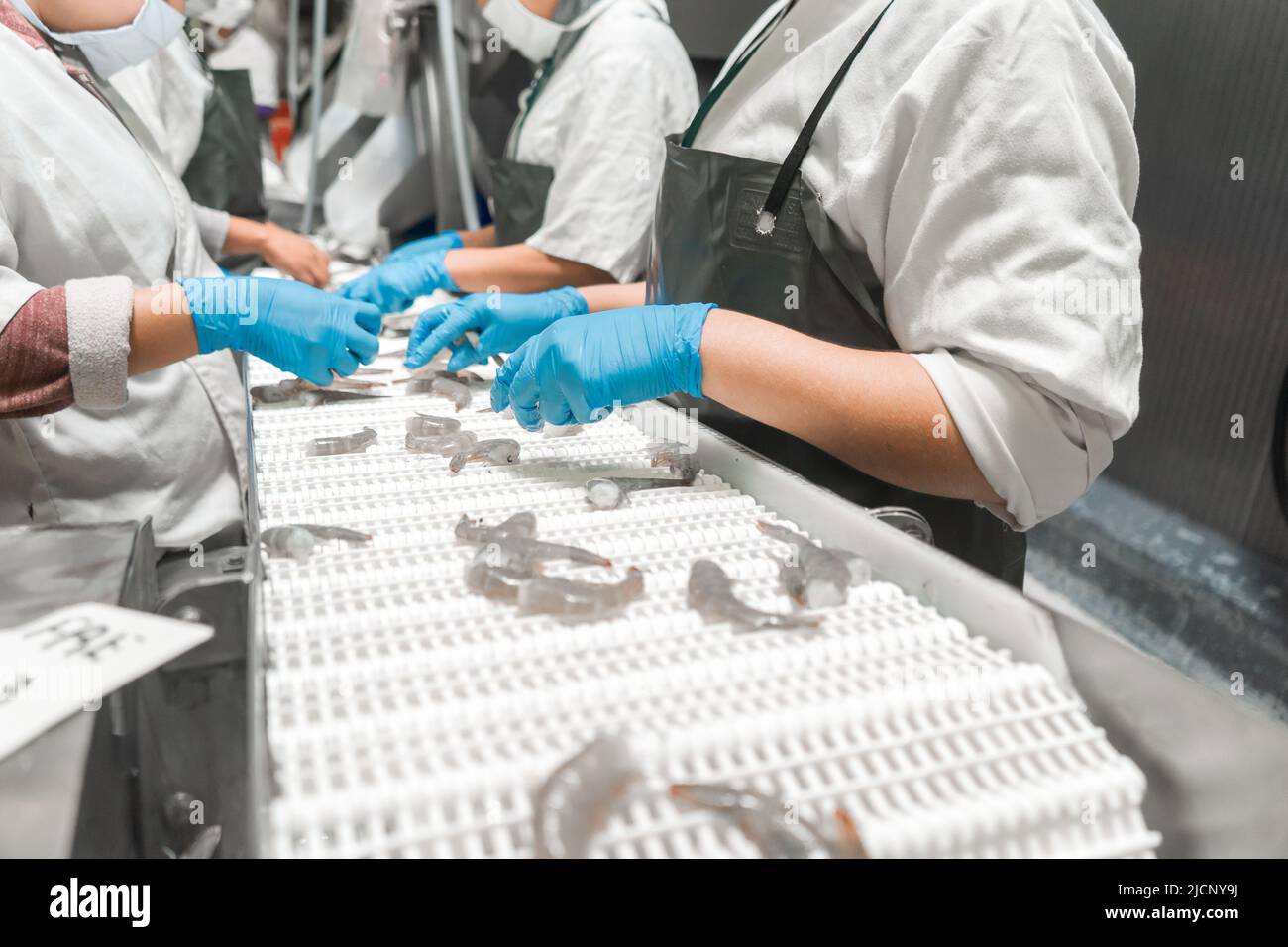 Quality control line for farmed shrimp in an industrial plant Stock ...