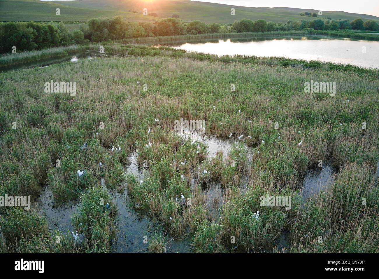 Flock of many egret white birds nesting in wetlands grass Stock Photo ...