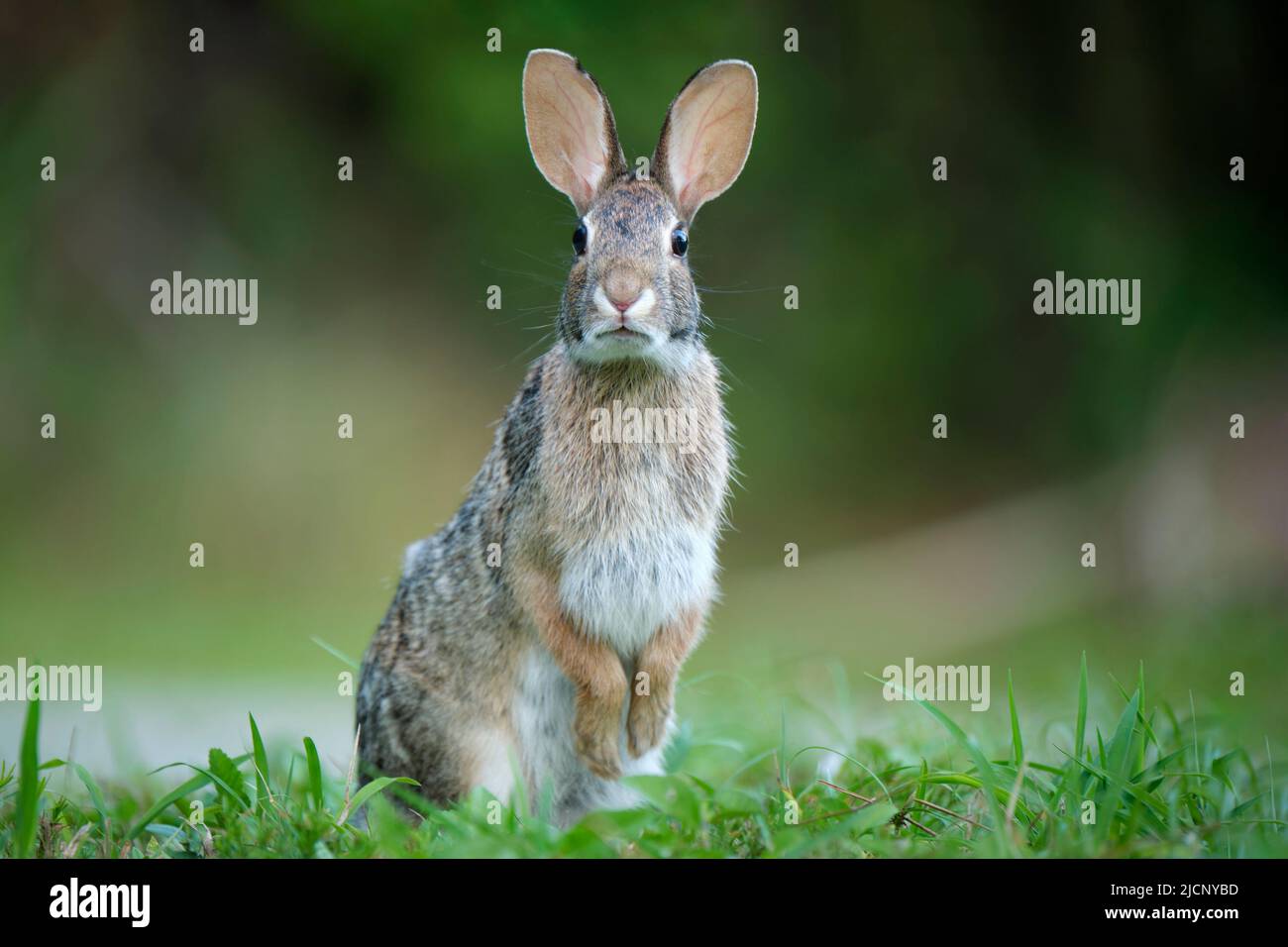Grey small hare eating grass on summer field. Wild rabbit in nature ...
