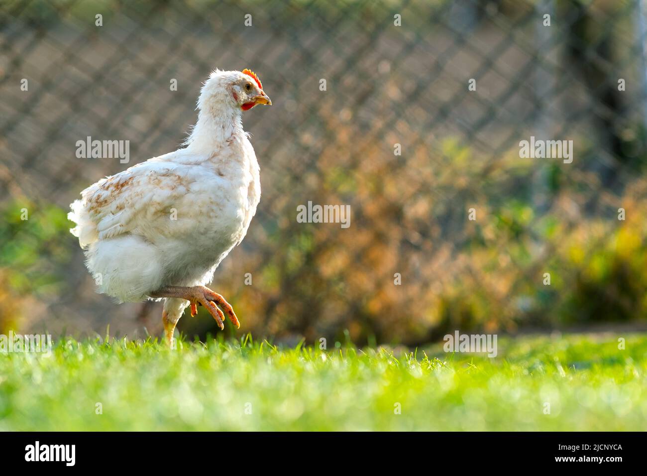 Hen feed on traditional rural barnyard. Close up of chicken standing on ...