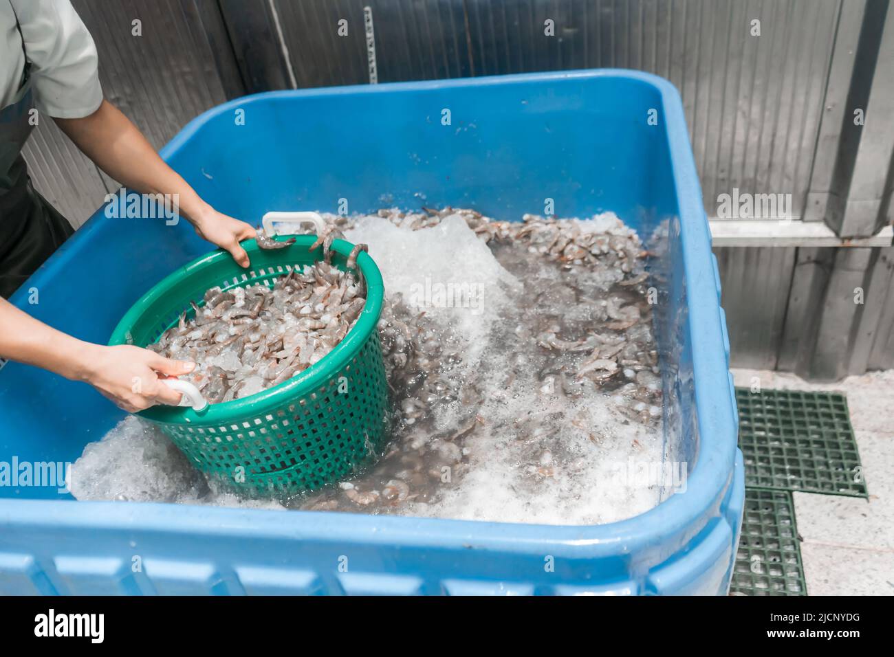 Latino Industrial Plant Operator Collecting Frozen Shrimp in a Metal ...