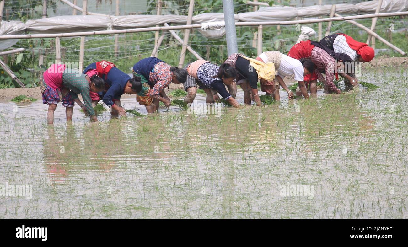 Lalitpur, Nepal. 11th June, 2022. Nepali women plant rice seedlings at ...