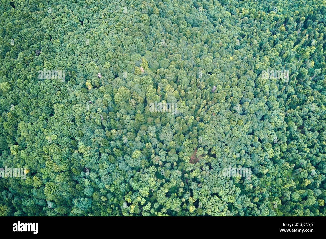 Green evergreen treetops hi-res stock photography and images - Alamy