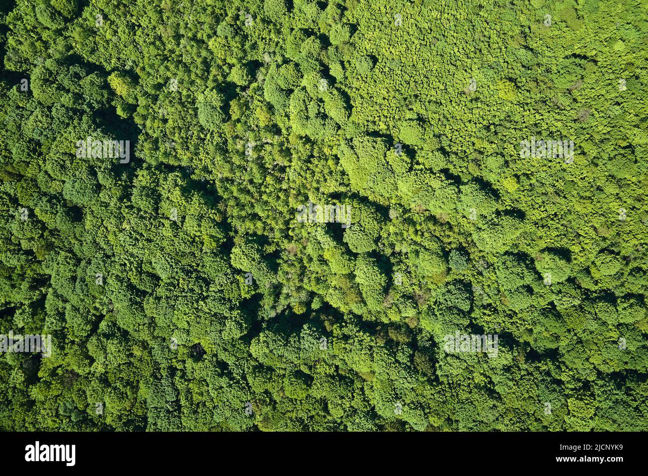 Top down flat aerial view of dark lush forest with green trees canopies ...