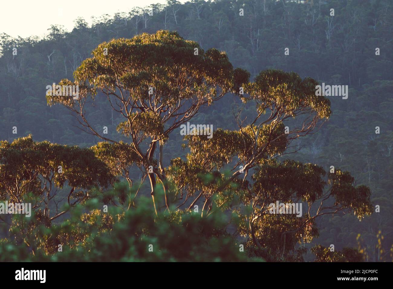 native Australian eucalypus gum tree surrounded by thick bush ...