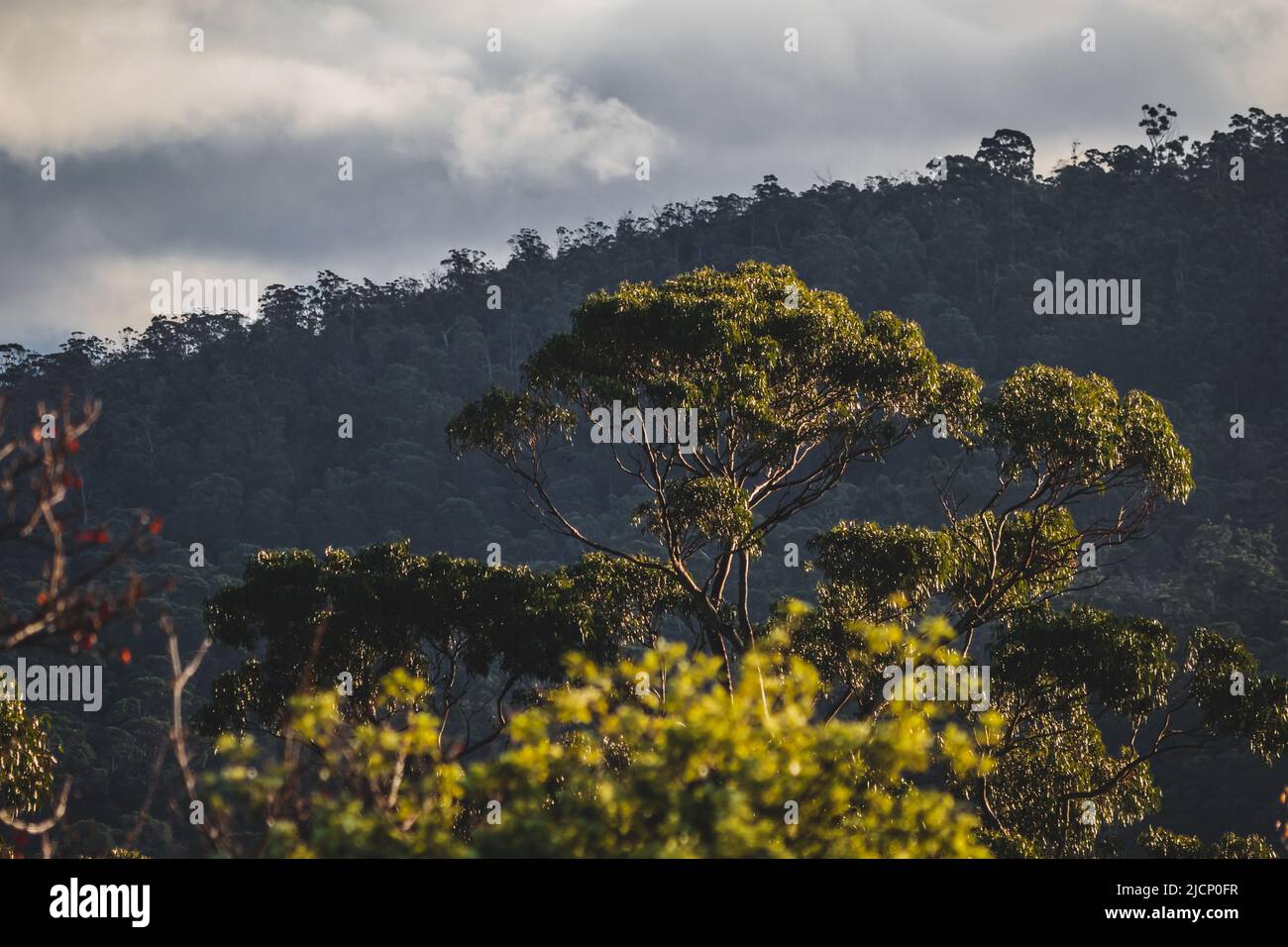native Australian eucalypus gum tree surrounded by thick bush ...