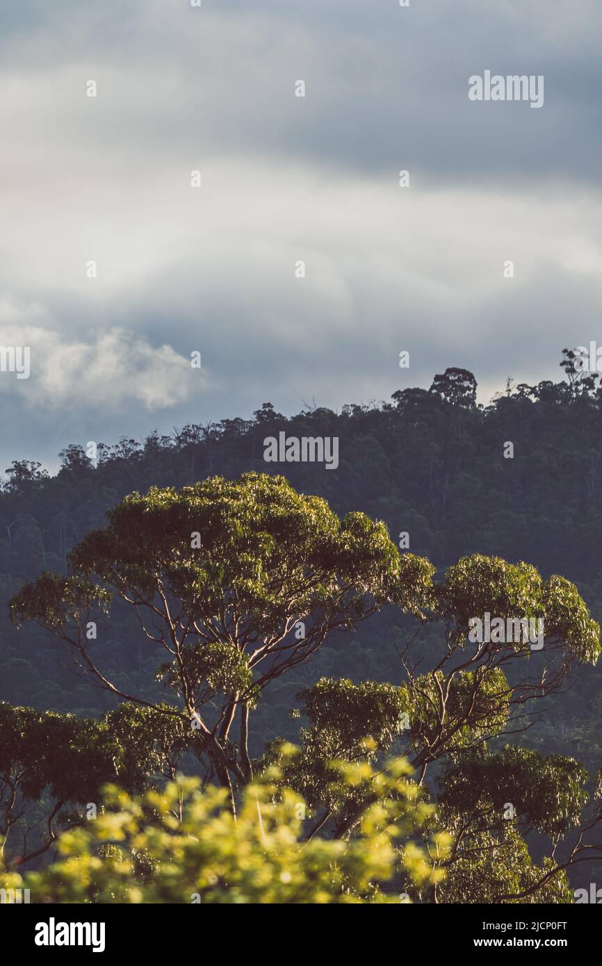 native Australian eucalypus gum tree surrounded by thick bush ...