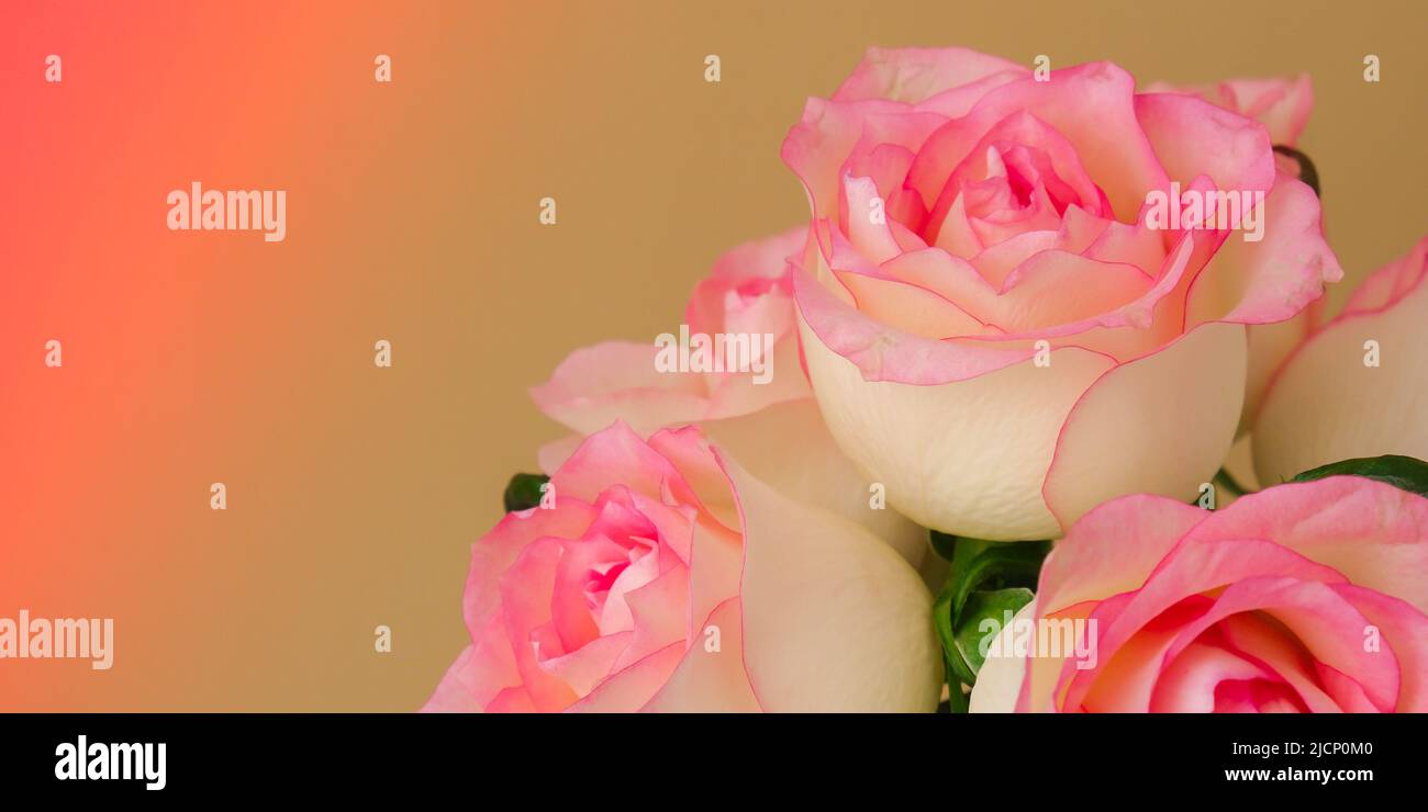 Delicate pink roses on beige background. Minimal composition. Abstract ...