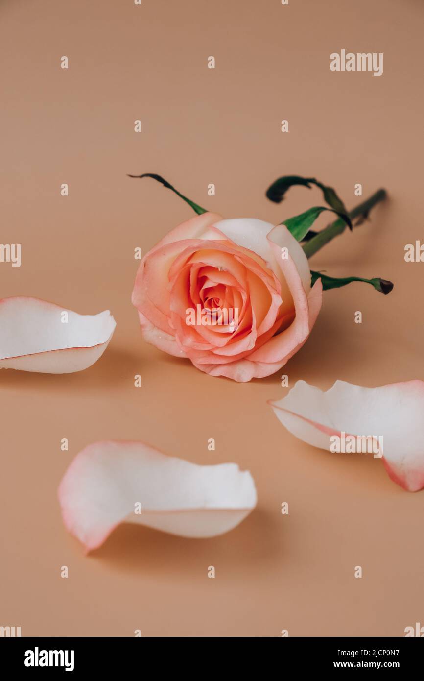 Delicate pink rose on beige background. Minimal trendy composition ...