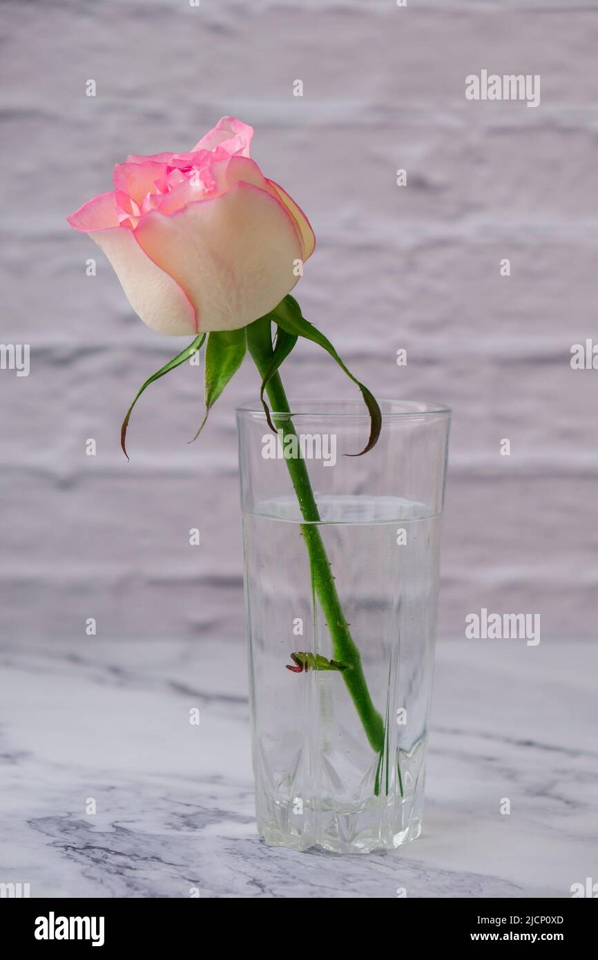 Drinking glass with pink rose. Minimal composition. Abstract art idea ...