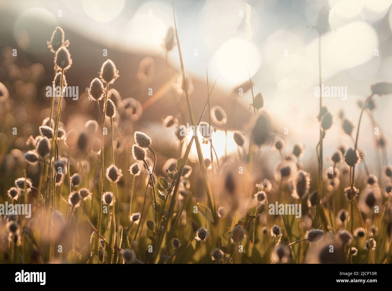 Sunny day on the flowers meadow. Beautiful natural background. Wild ...