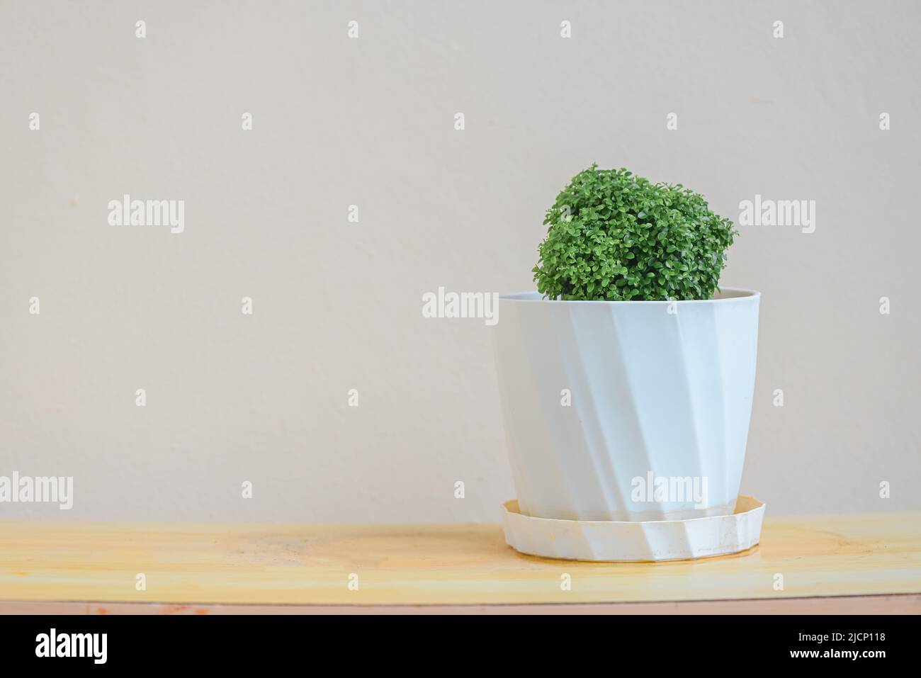 Minimal plant tree Andaman satinwood , small trees in white pots for ...