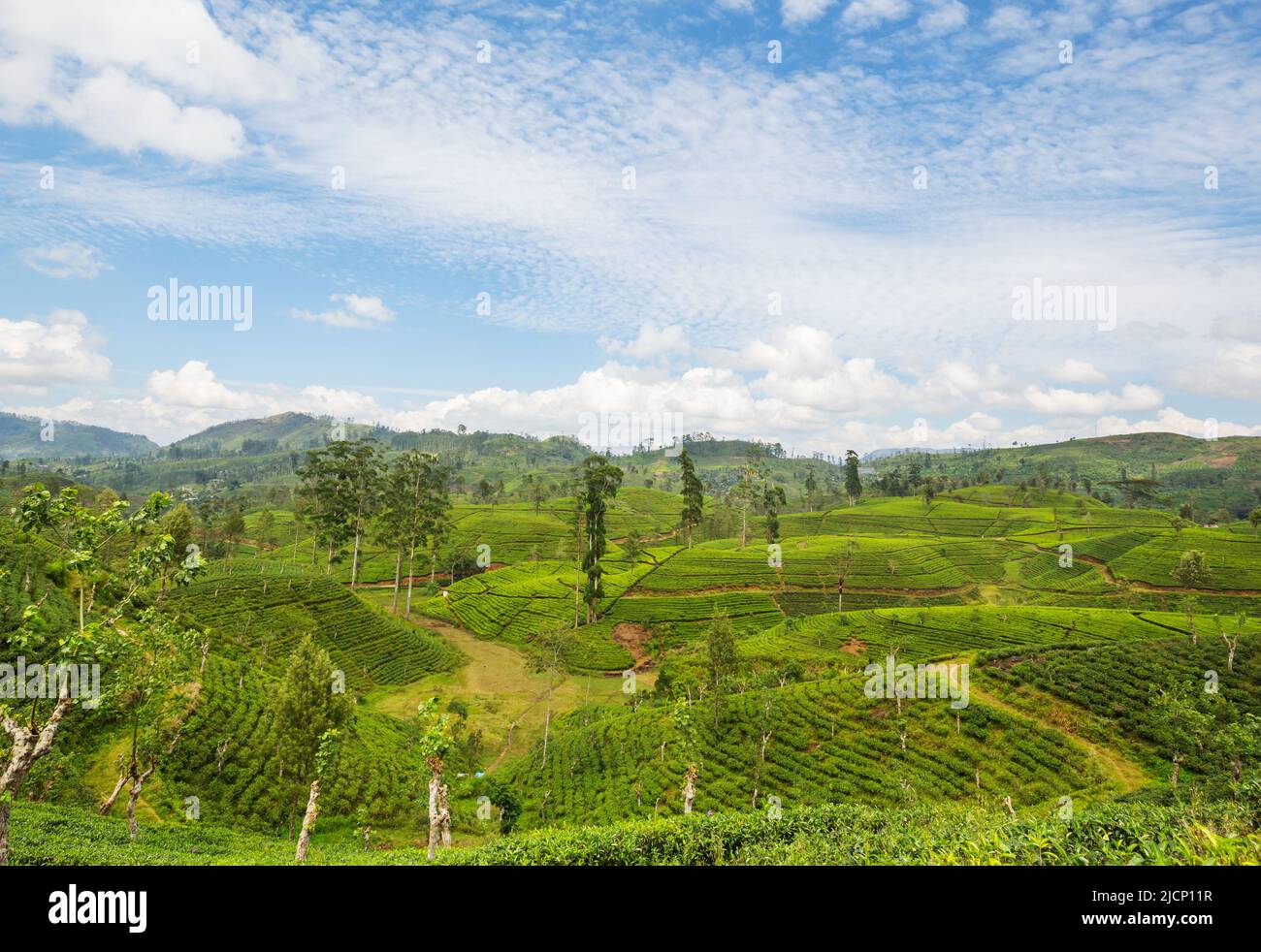 Green natural landscapes tea plantation on Sri Lanka Stock Photo - Alamy
