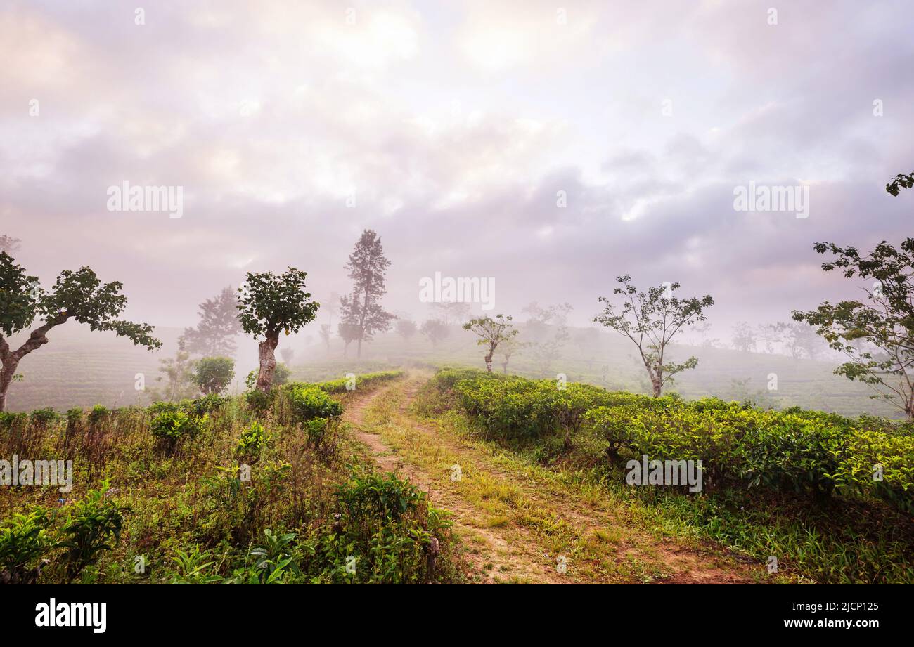 Green natural landscapes tea plantation on Sri Lanka Stock Photo - Alamy