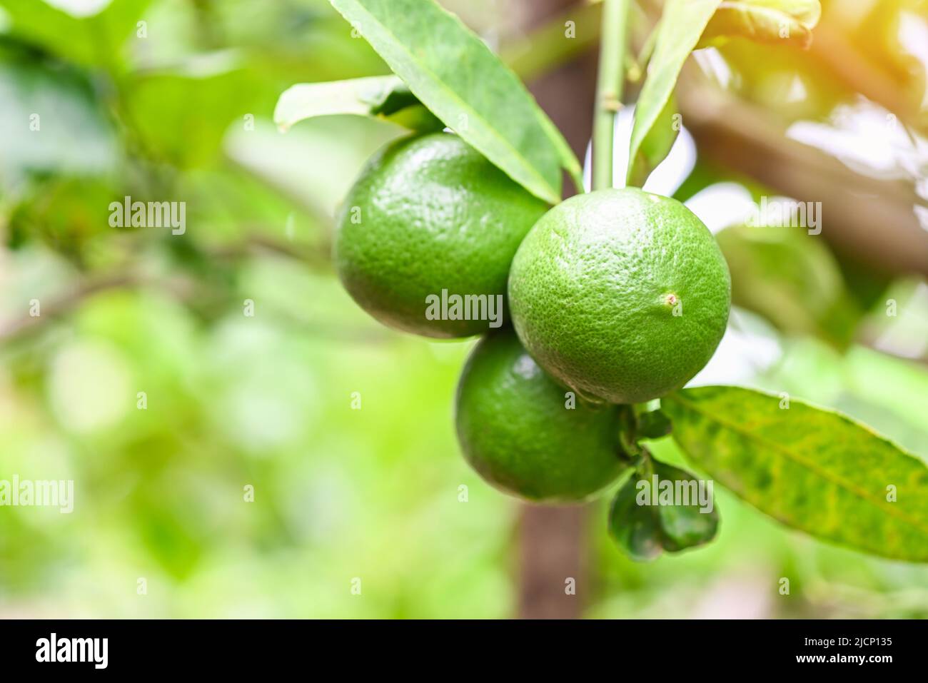 Green limes on a tree, Fresh lime citrus fruit high vitamin C in the ...