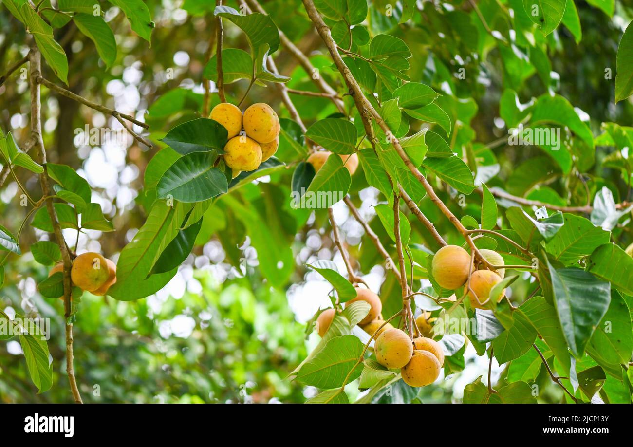 The Santol Tree Indigenous Plants In The Philippines Offering The
