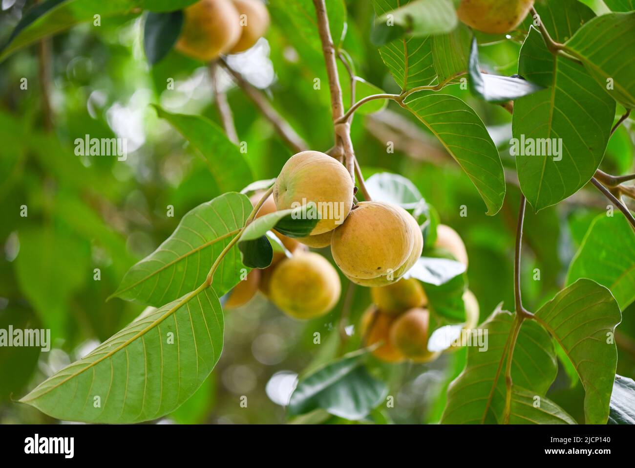Santol Tree