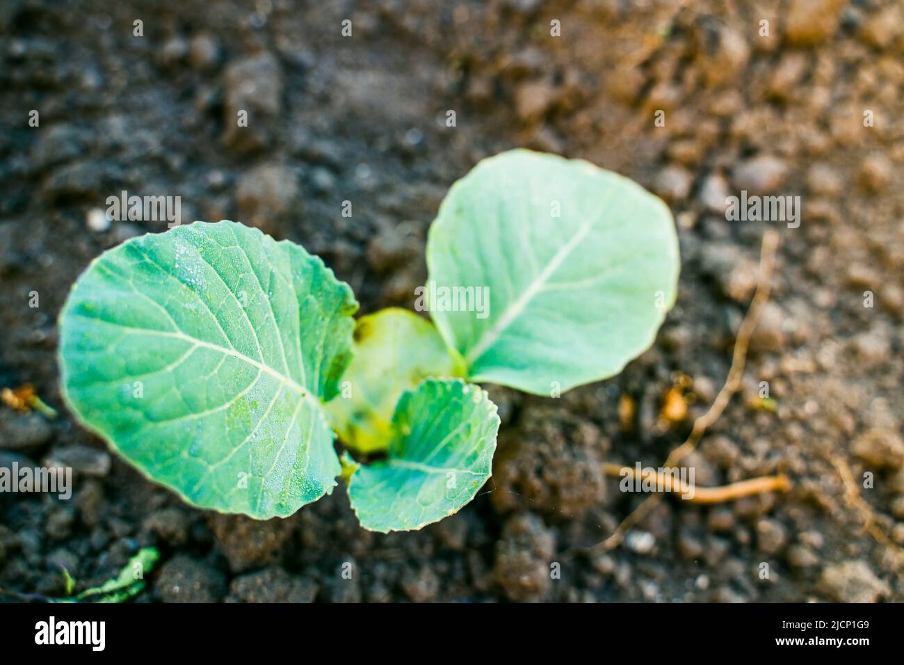 Leaves of a young white cabbage close-up in dew drops in the early ...