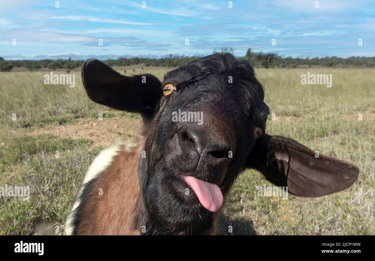 Outback humor hi-res stock photography and images - Alamy