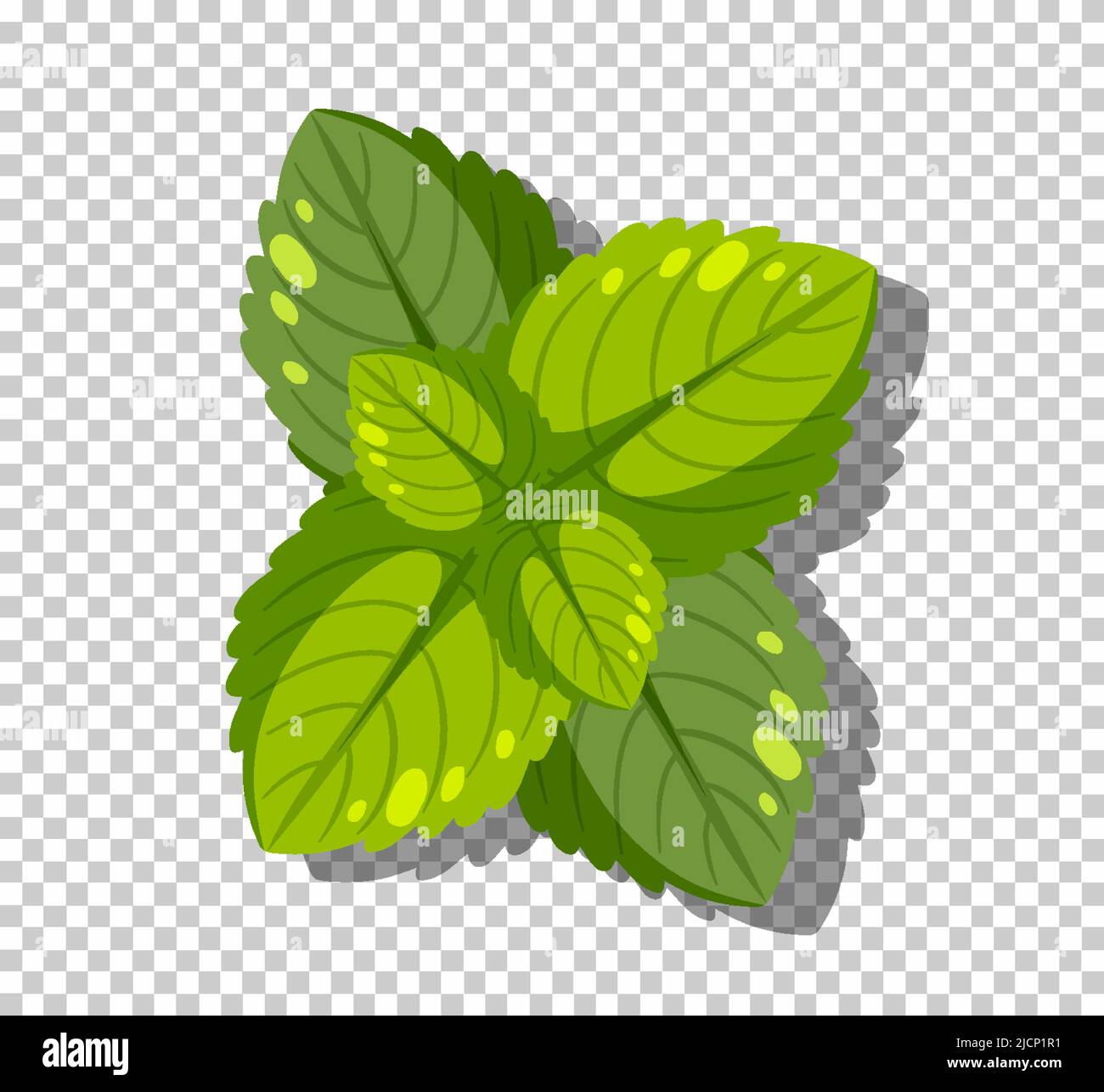 Peppermint leaves isolated on grid background illustration Stock Vector ...