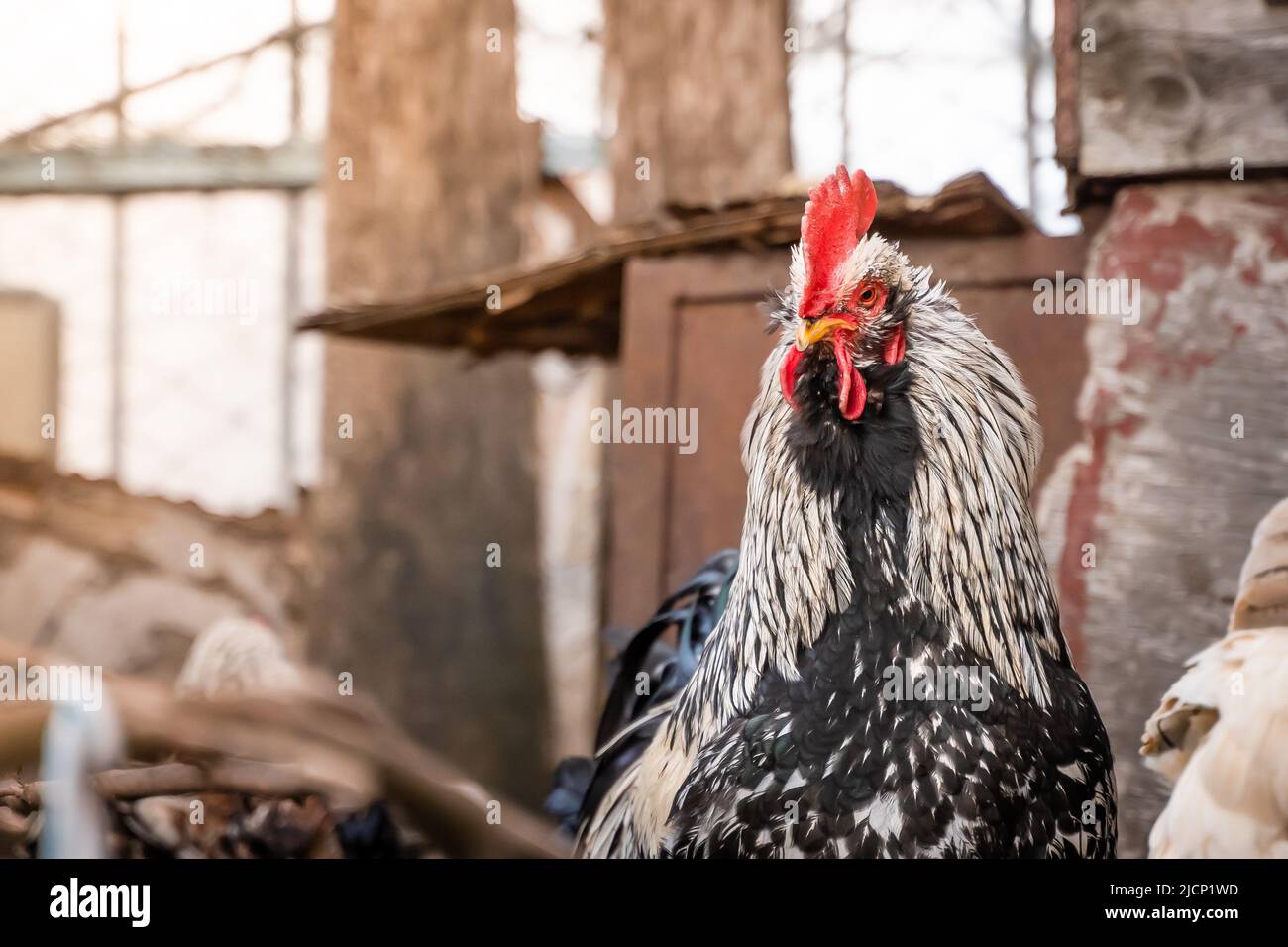 A beautiful rooster looks close up into the frame Stock Photo - Alamy
