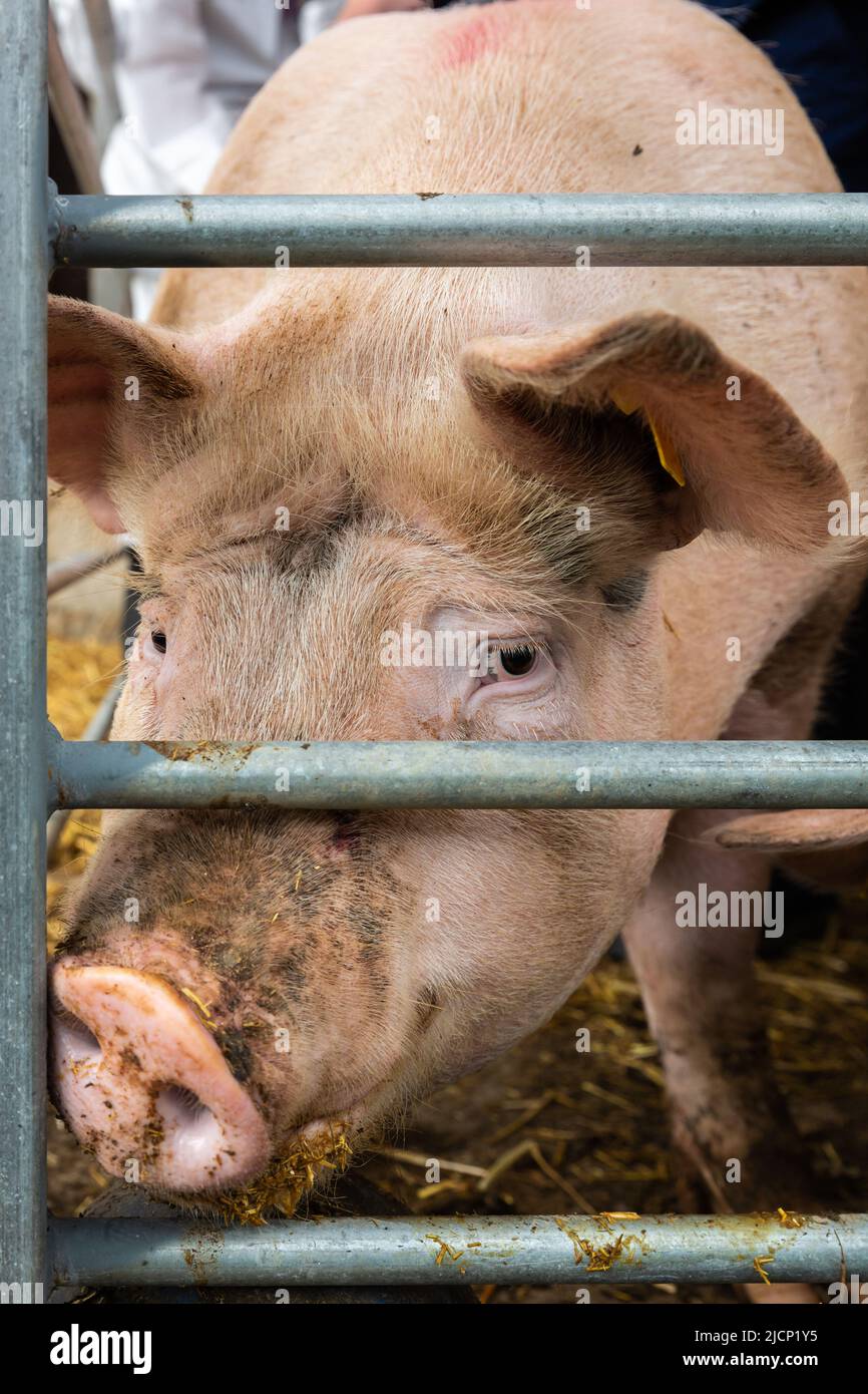 Veterinary fence hi-res stock photography and images - Alamy