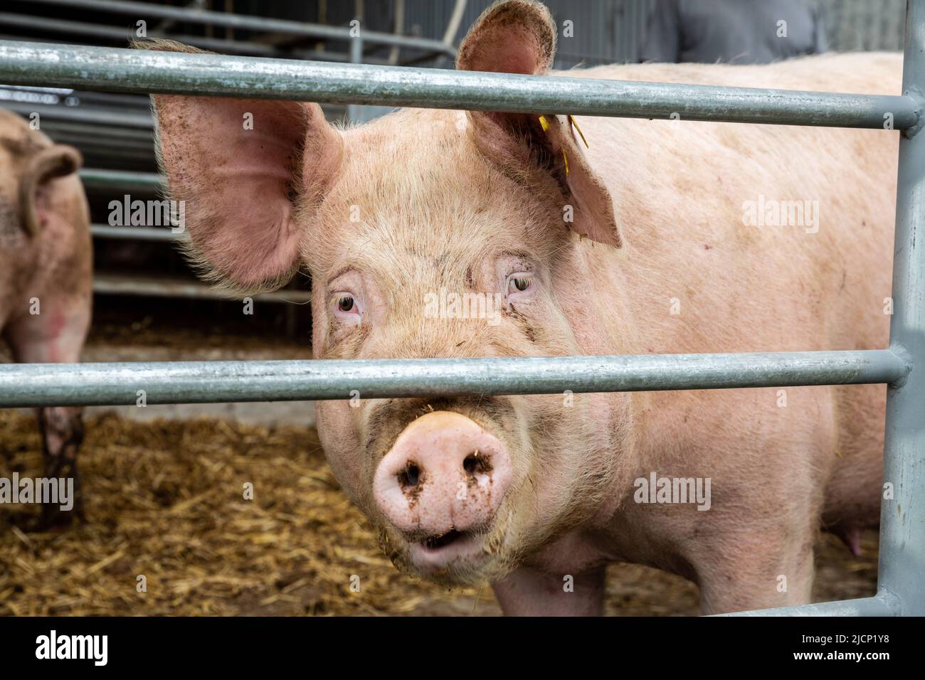 Pig production farm hi-res stock photography and images - Alamy