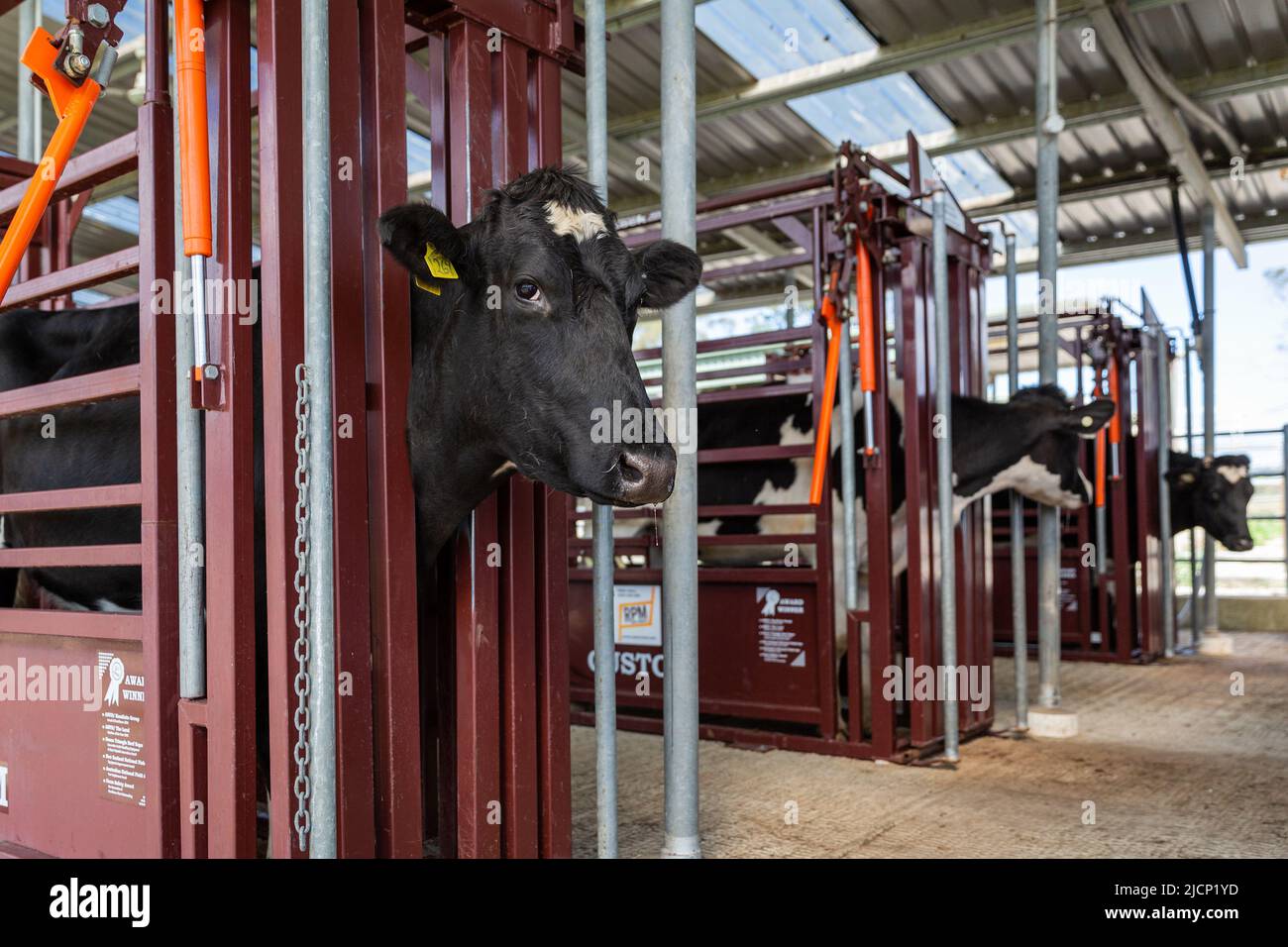 Cows in pens hi-res stock photography and images - Alamy