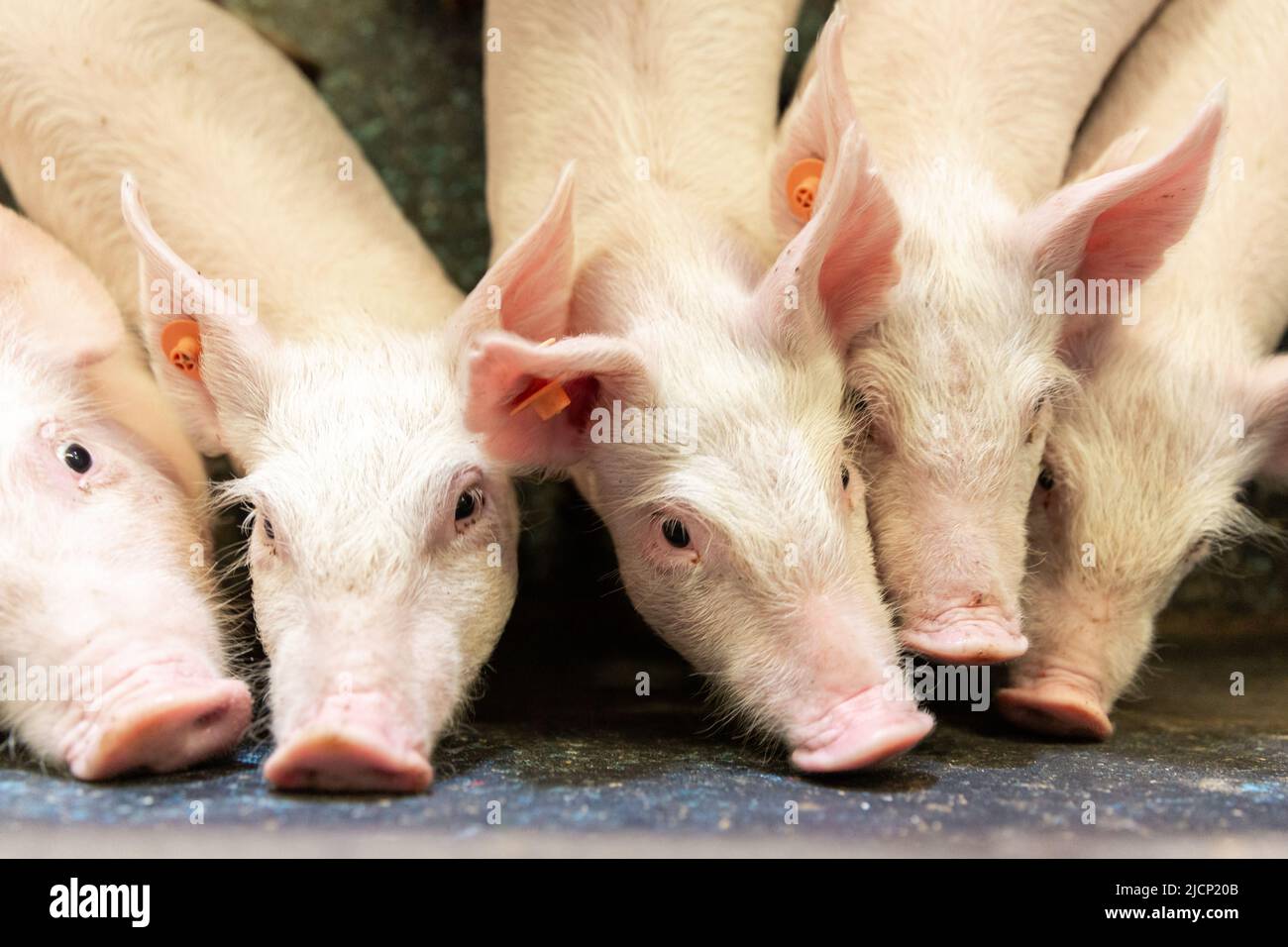 Pig pins hi-res stock photography and images - Alamy