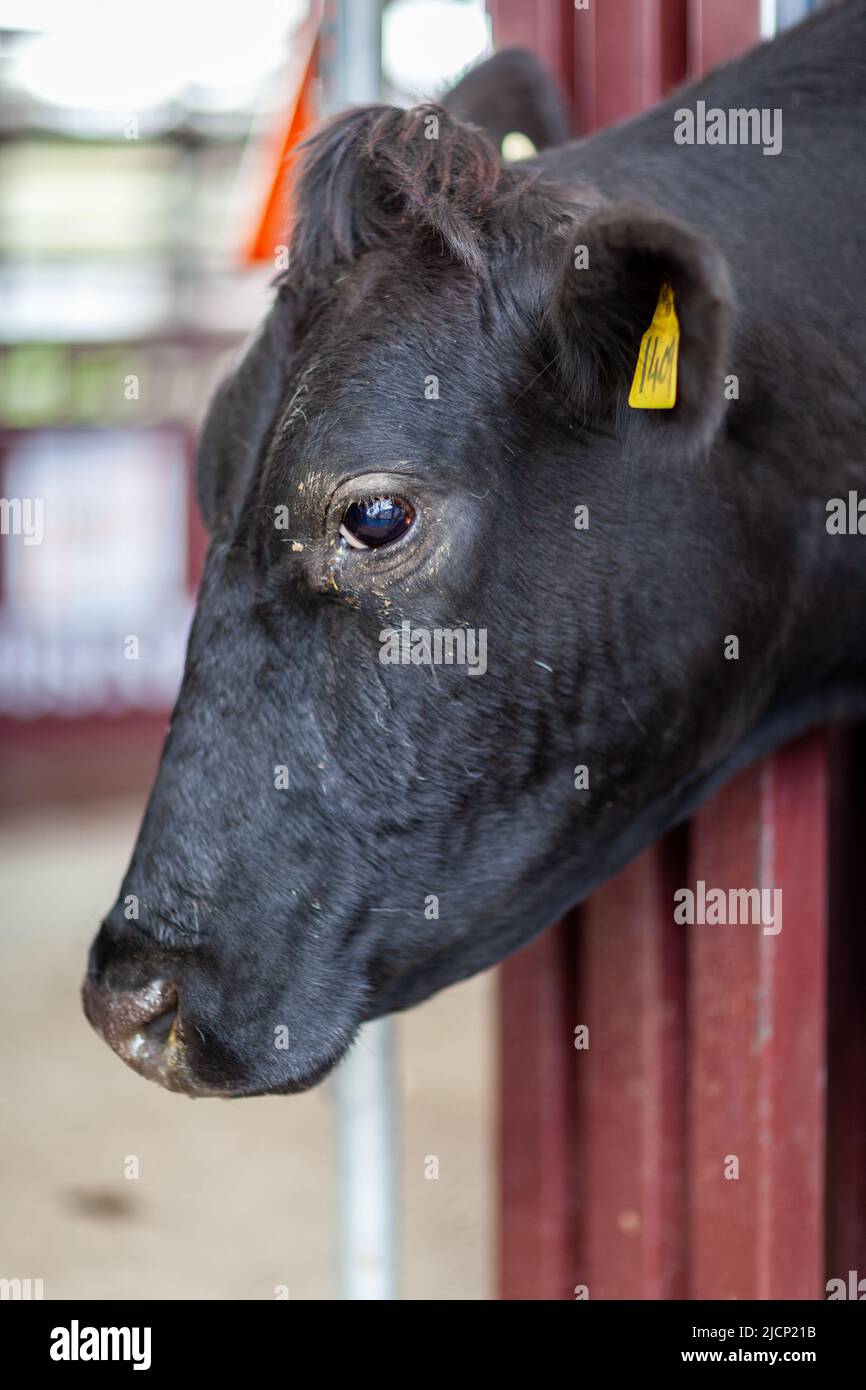 Profile of a cow hi-res stock photography and images - Alamy