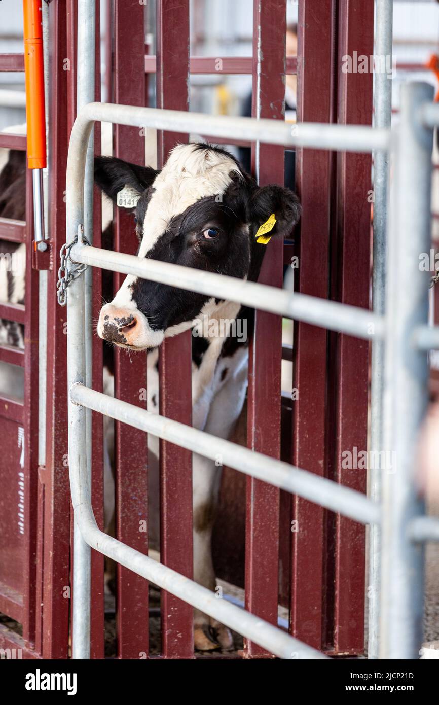 Standing cow farm hi-res stock photography and images - Alamy