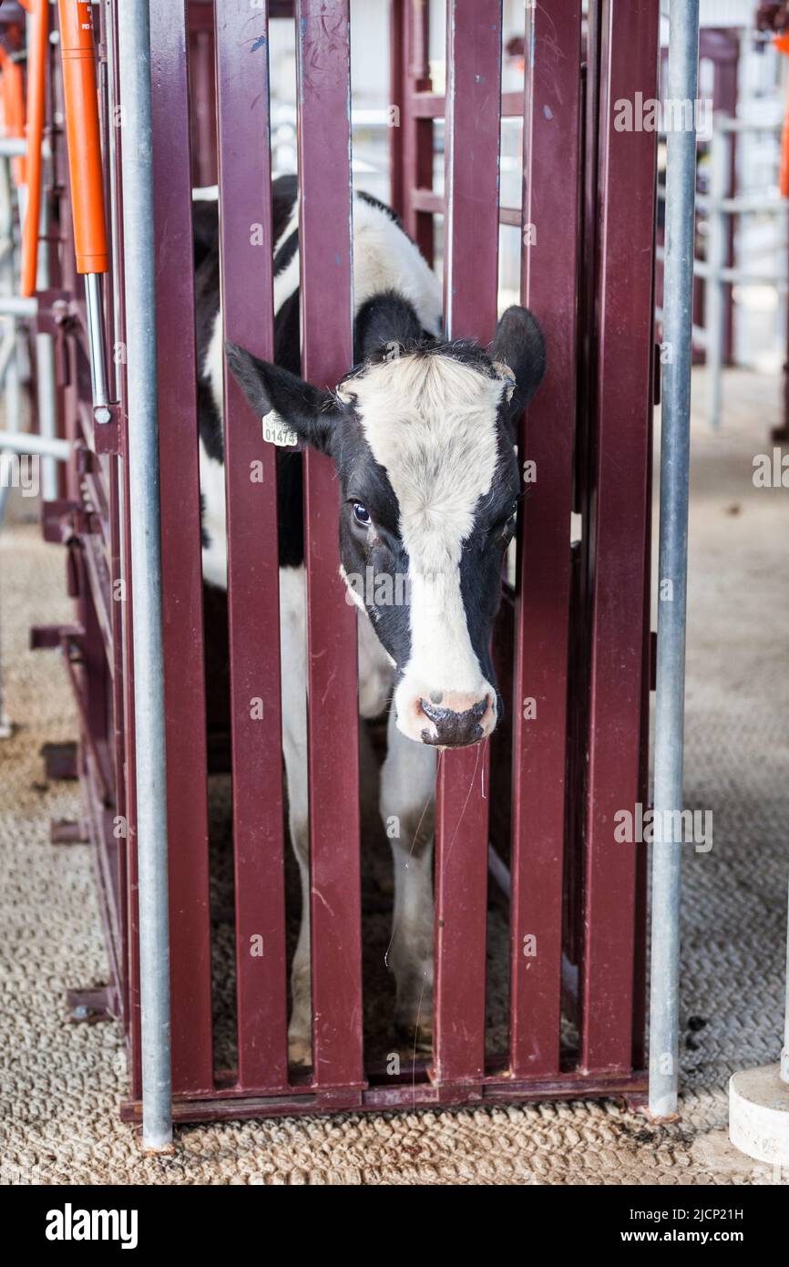 Holding pen cattle hi-res stock photography and images - Alamy
