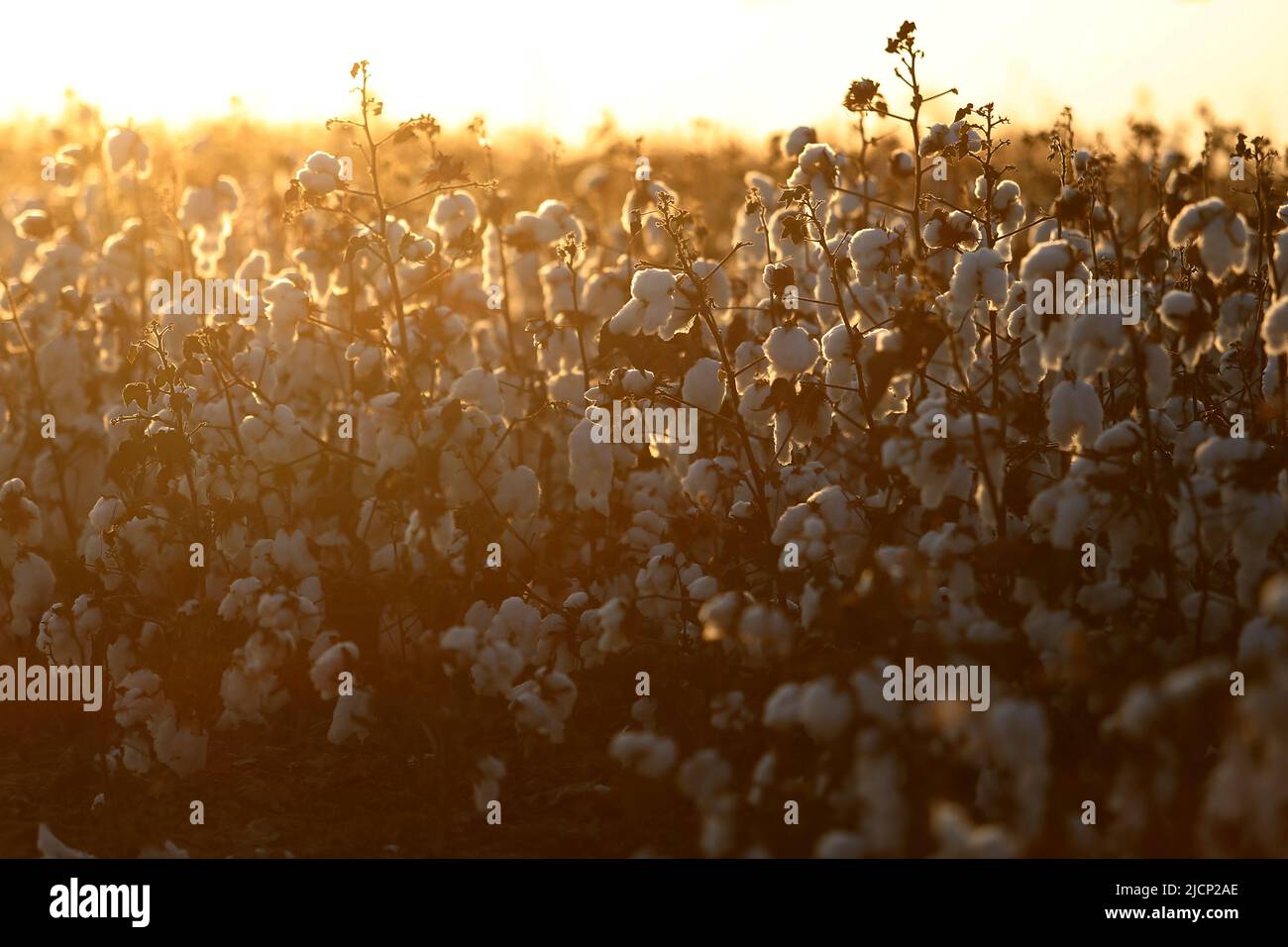 Bahia, Brazil. 14th June, 2022. Cotton is pictured at Santa Colomba ...