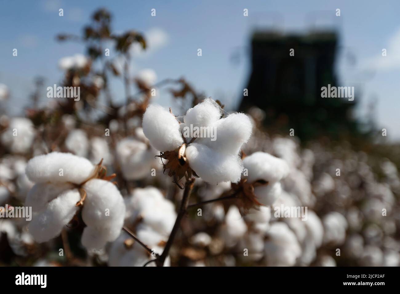 Bahia, Brazil. 14th June, 2022. Cotton is pictured at Santa Colomba ...