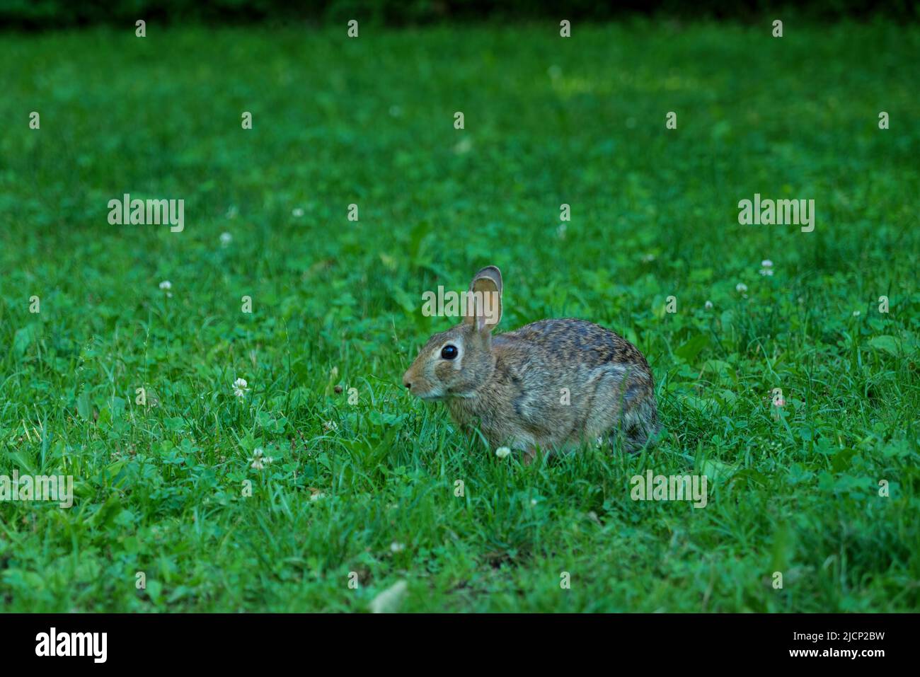 Wildlife lawn hare bunny rabbit hi-res stock photography and images - Alamy